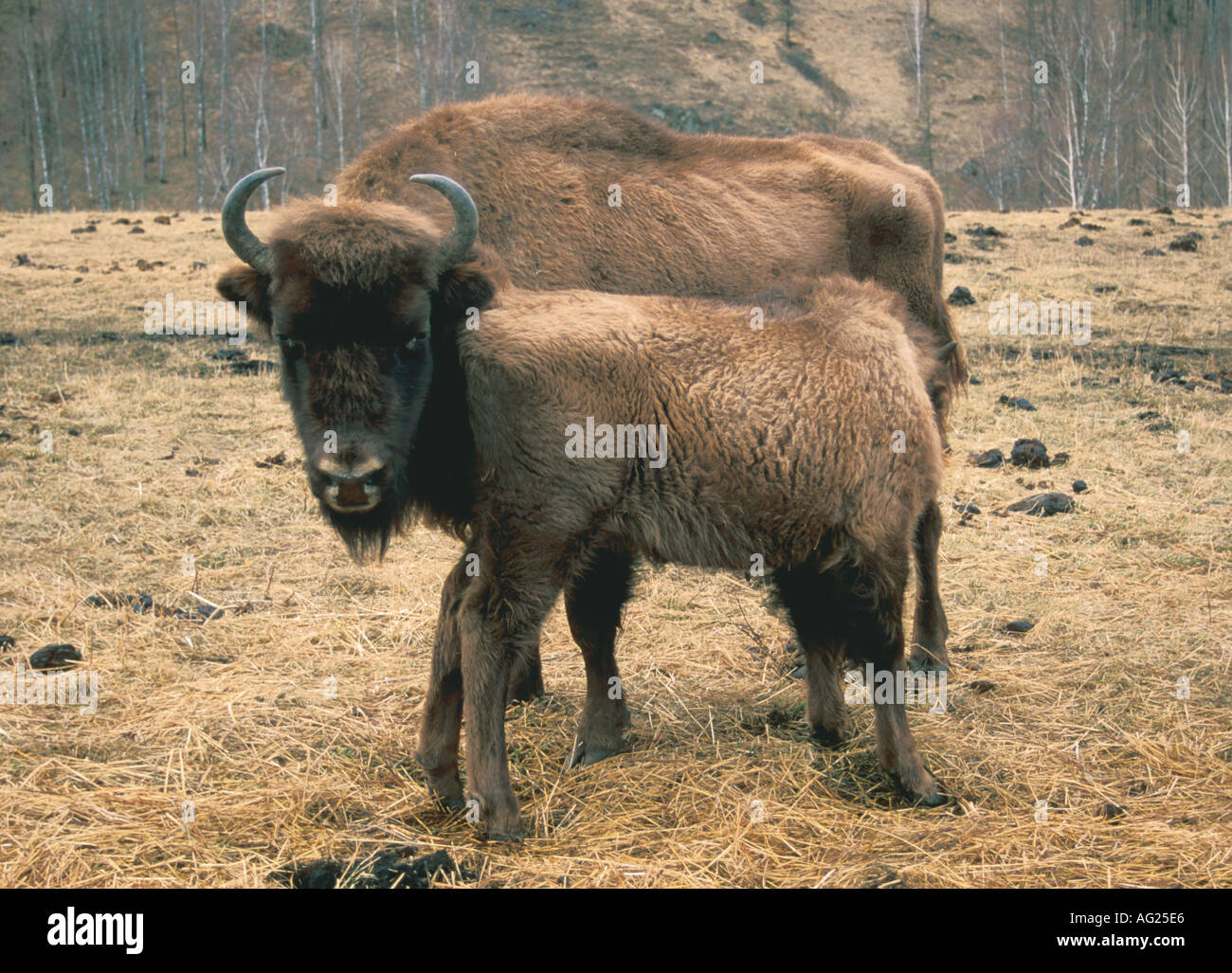 Female and calf of European bison Bos bison the Tcherginsky preserve ...
