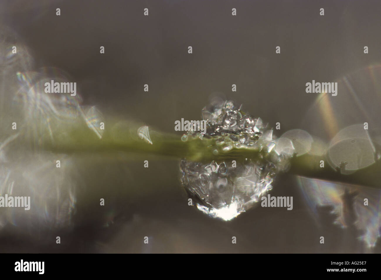 Freezing dew drops on grass hi-res stock photography and images - Alamy