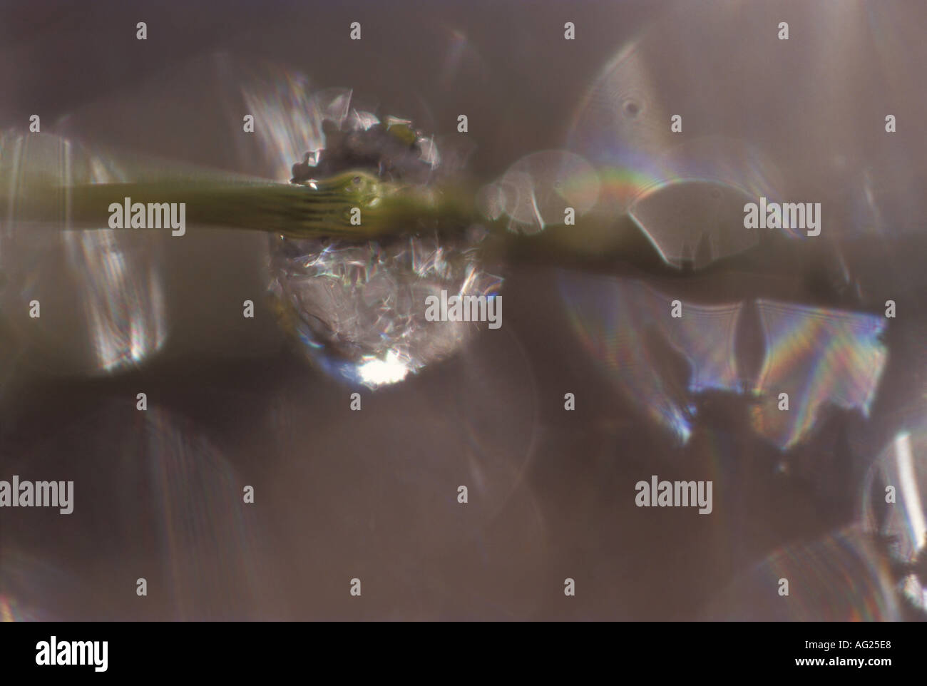 Freezing dew drops on grass hi-res stock photography and images - Alamy