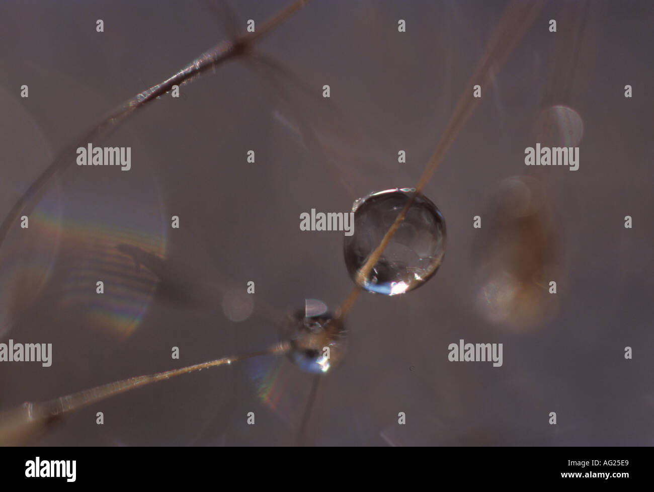 Freezing dew drops on grass hi-res stock photography and images - Alamy