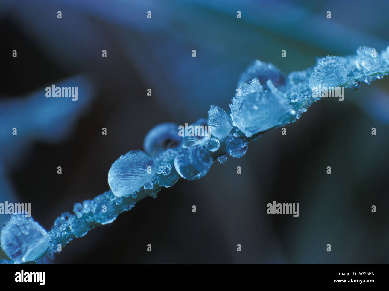 Dew drops frozen hi-res stock photography and images - Alamy
