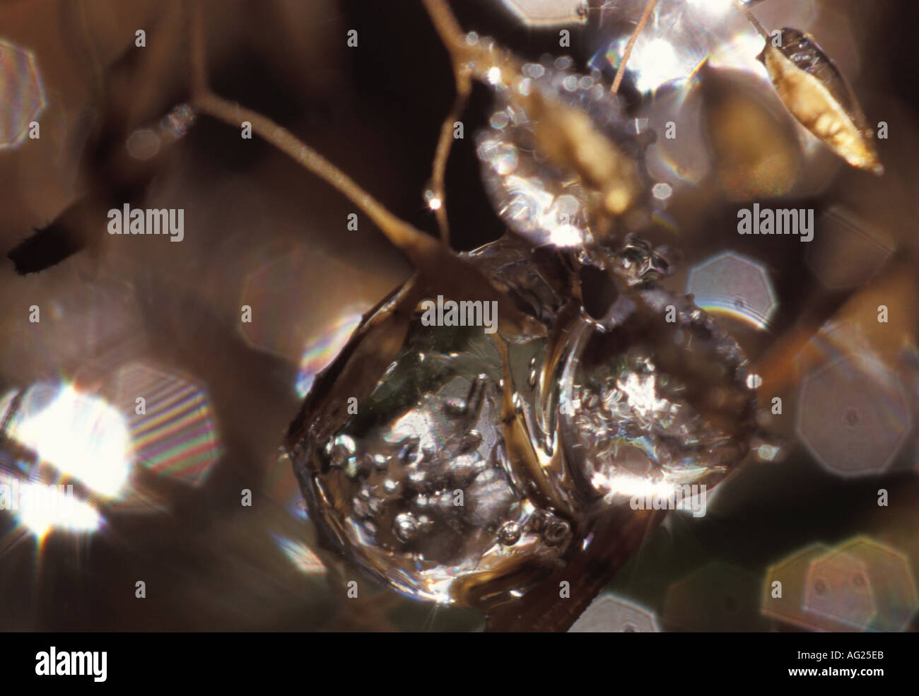 freezing dew drops on grass Bavaria Germany October 2003 Stock Photo ...