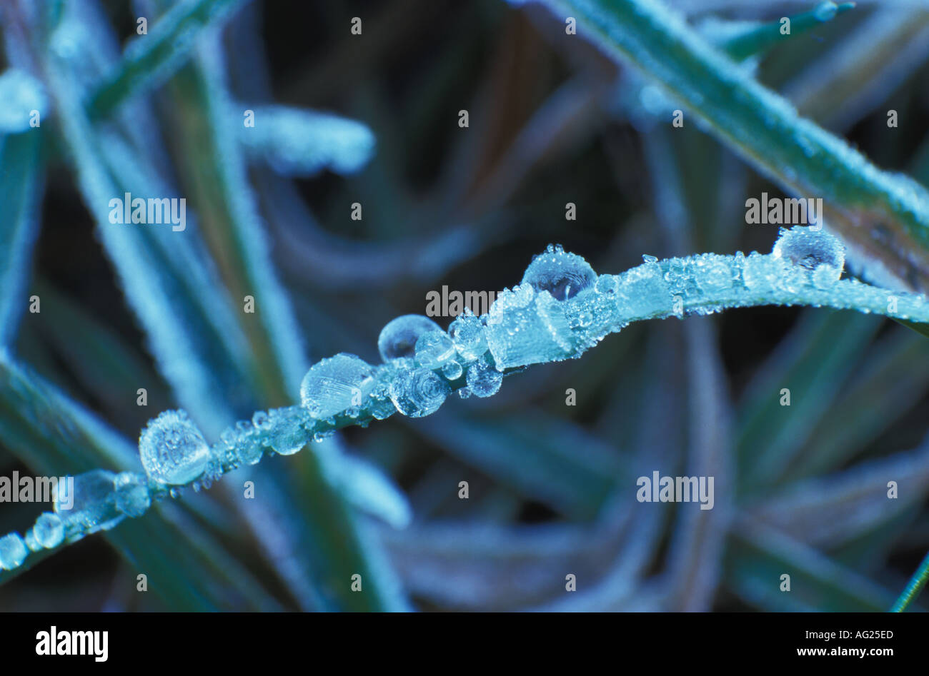 Dew drops frozen hi-res stock photography and images - Alamy