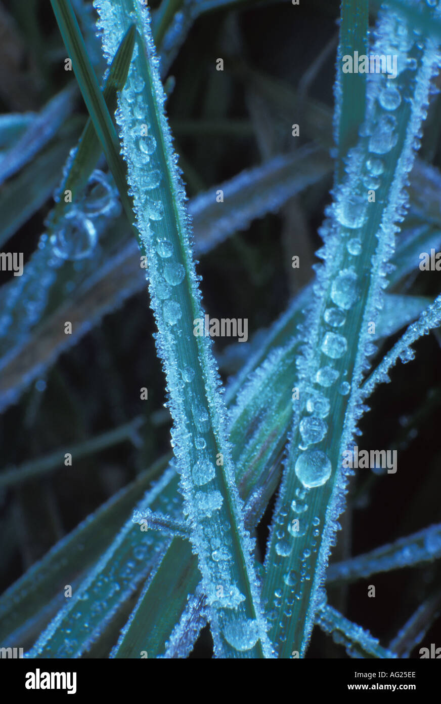 Frozen dew on grasses hi-res stock photography and images - Alamy