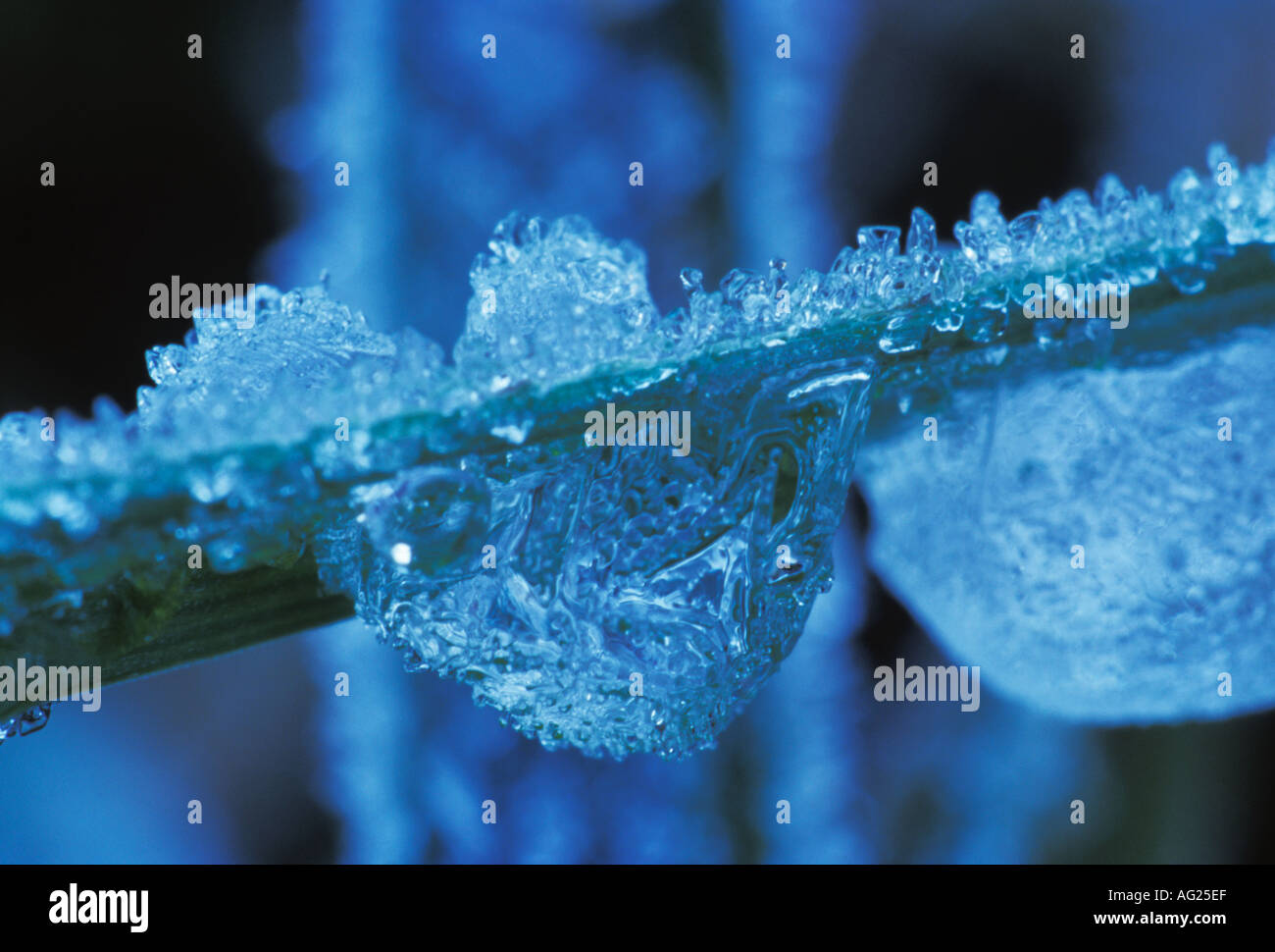 Frozen dew on grasses hi-res stock photography and images - Alamy