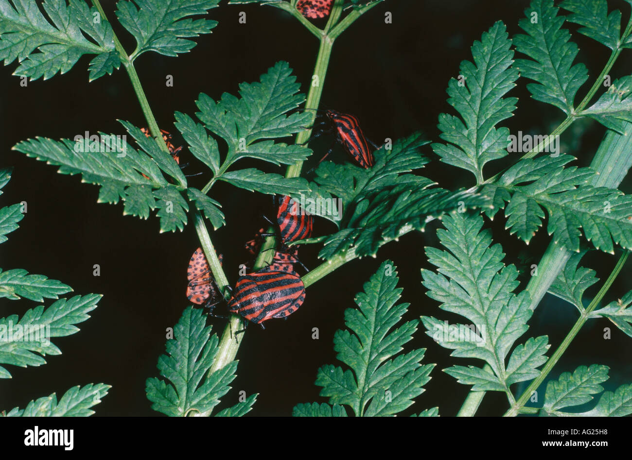 "zoology, insect, shield bug, "striped stink bug" (Graphosoma lineatum ...