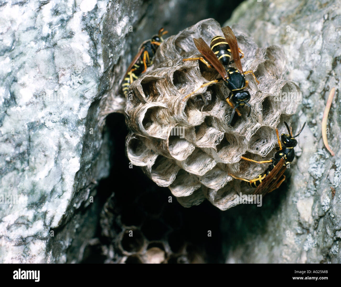 Polistes wasps hi-res stock photography and images - Alamy