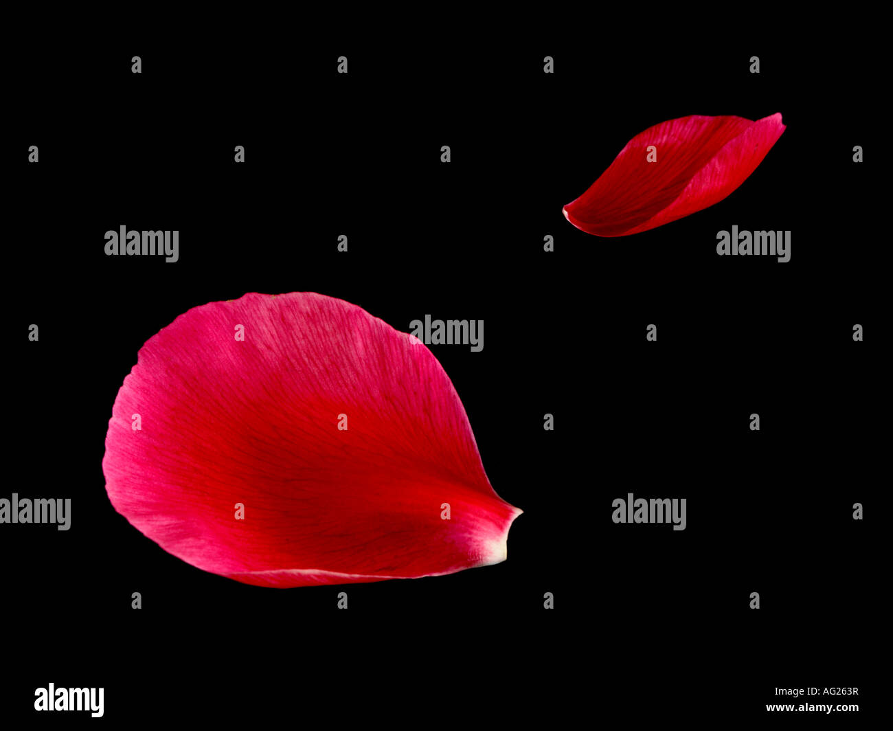 Black pink rose hi-res stock photography and images - Alamy