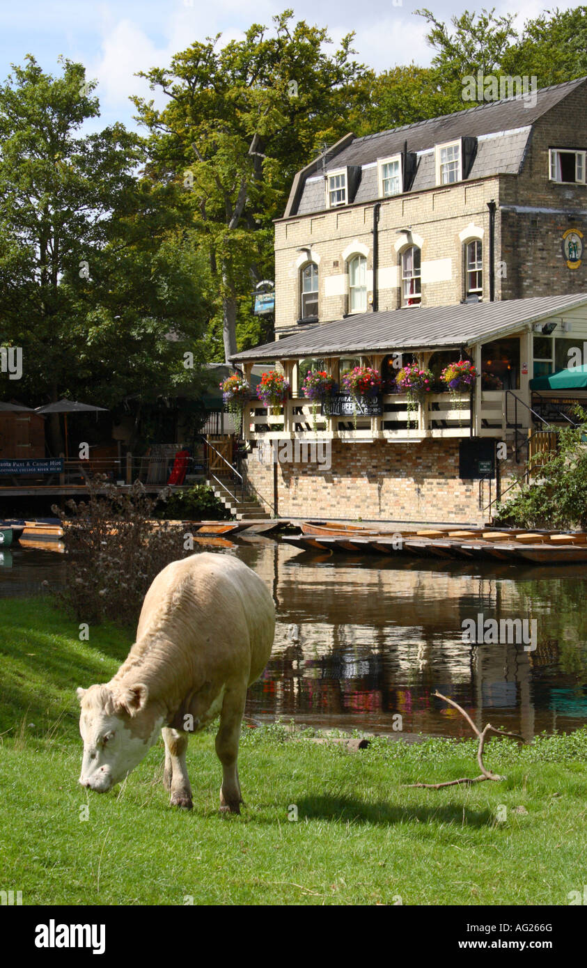 A cow grazes in the meadow at Newnham, Cambridge, England Stock Photo ...