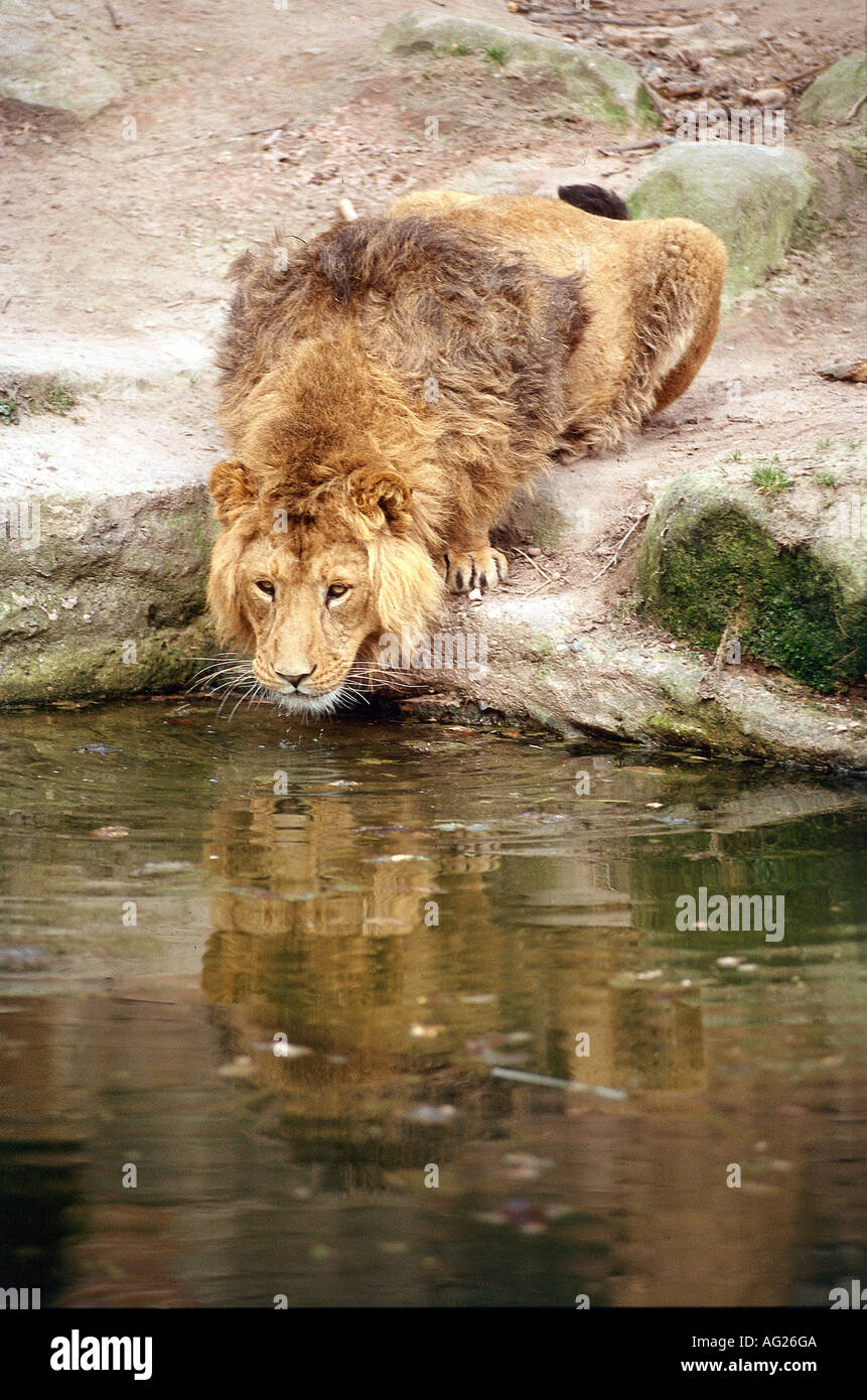 zoology / animals, mammal / mammalian, Felidae, Lion (Panthera leo ...