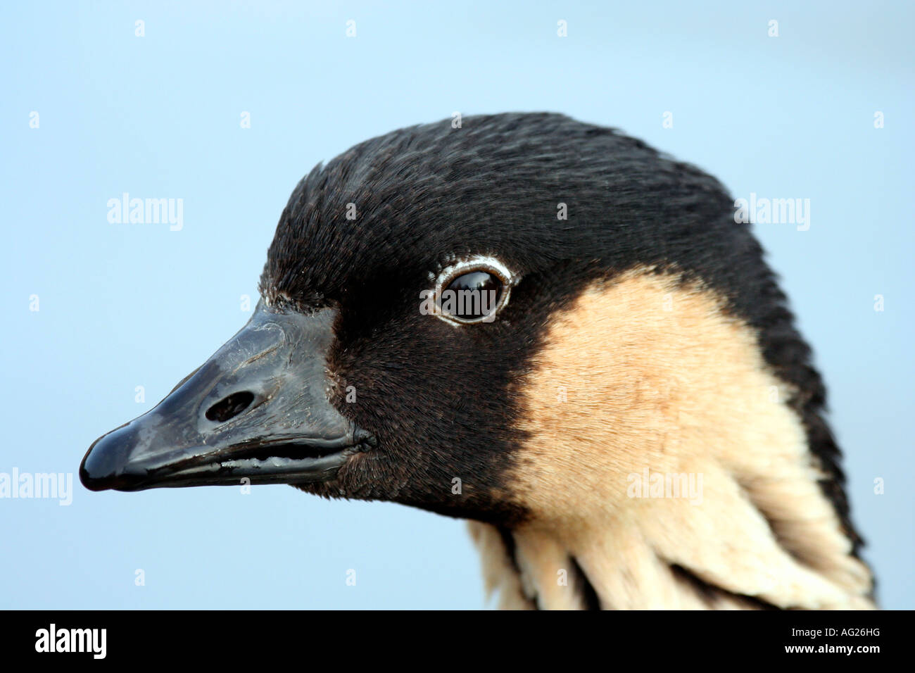 Hawaiian Goose head shot Stock Photo - Alamy