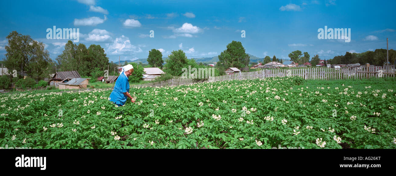 Woman cultivating potato field altai hi-res stock photography and ...