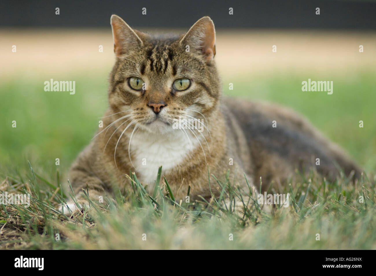 Tabby barn cat lying in grass looking attentive Stock Photo - Alamy