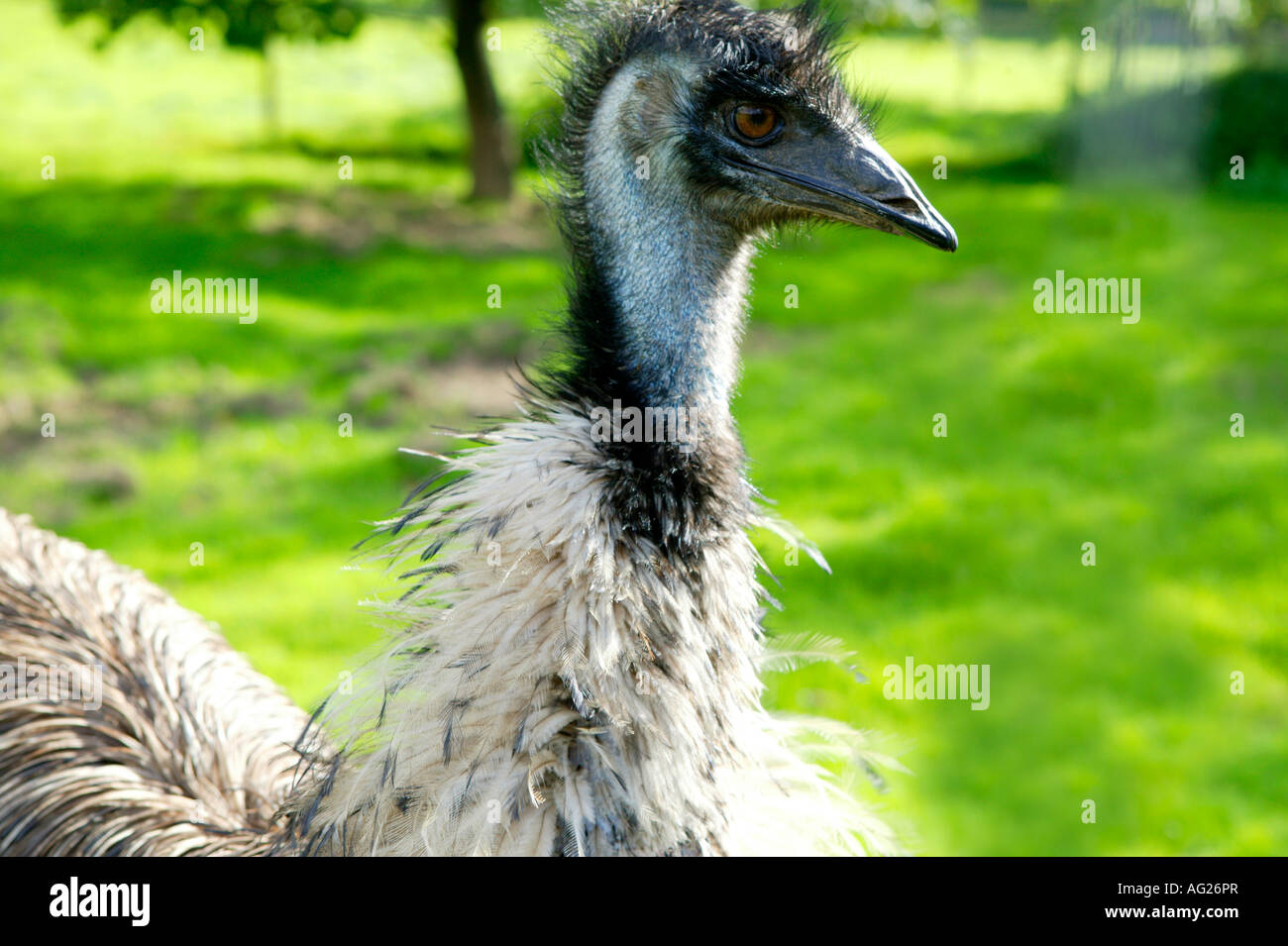 Smiling emu hi-res stock photography and images - Alamy