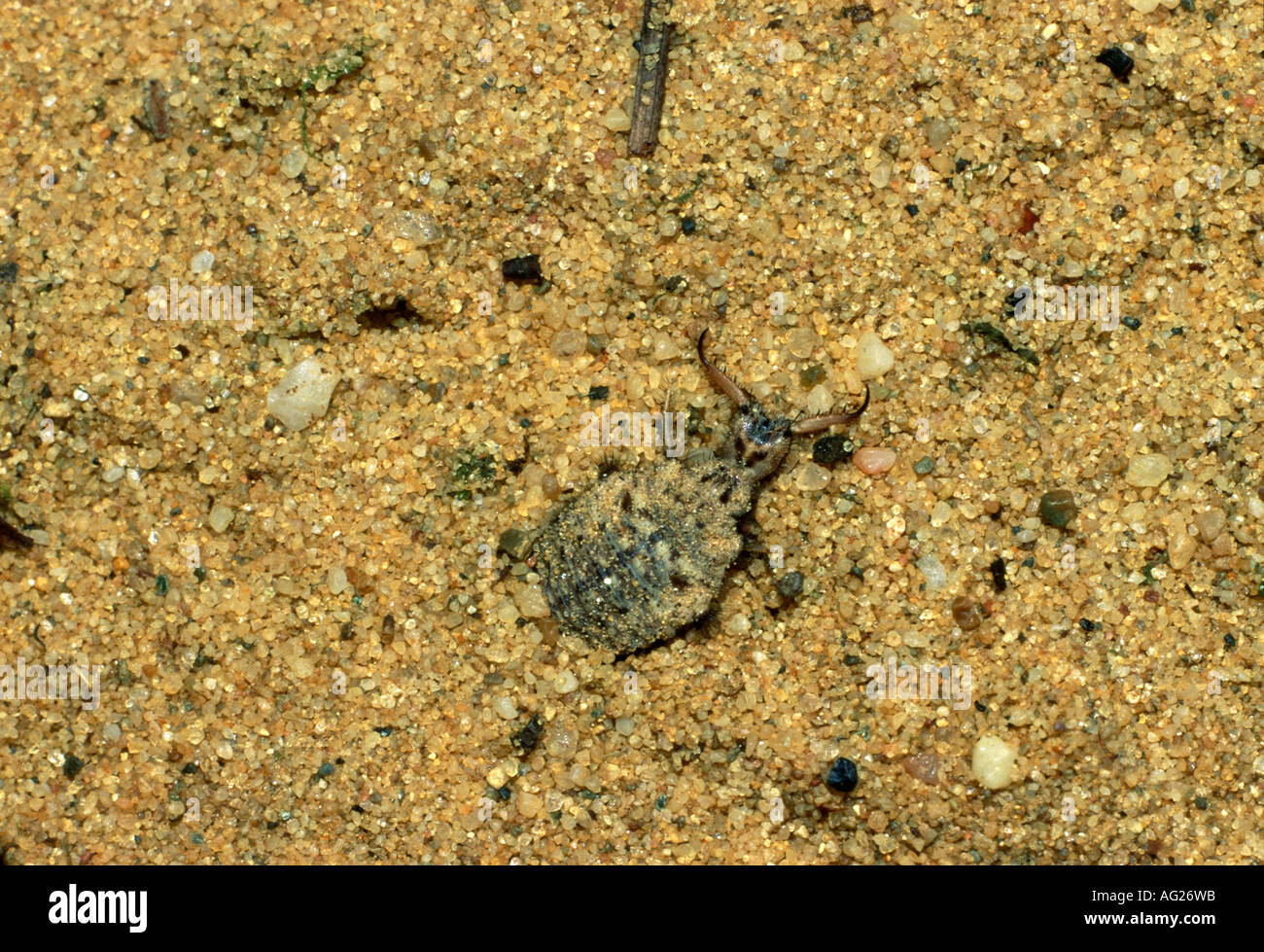 Antlion grub hi-res stock photography and images - Alamy