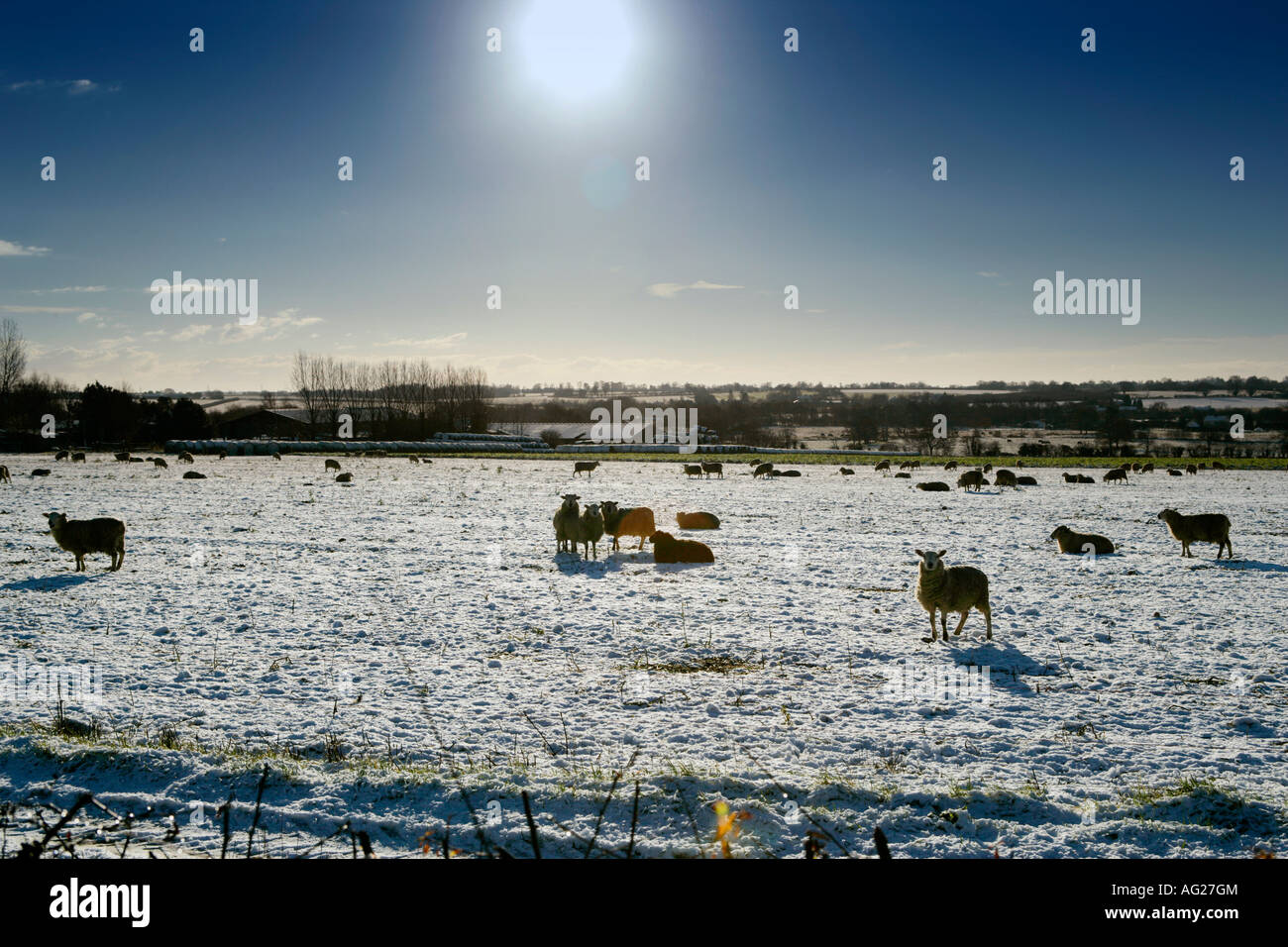 Sheep in snowy field hi-res stock photography and images - Alamy
