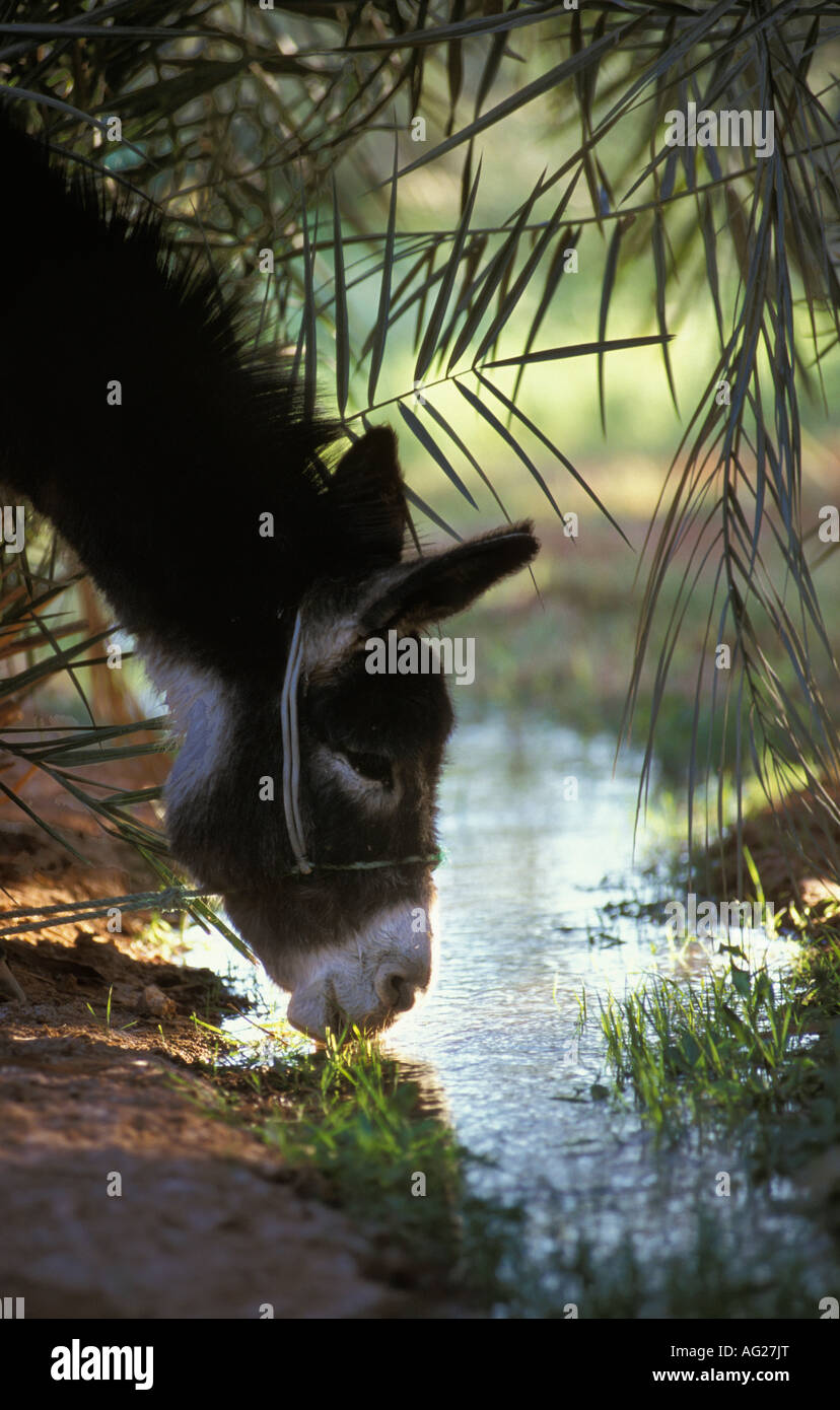 Algeria timimoun donkey drinking water hi-res stock photography and ...