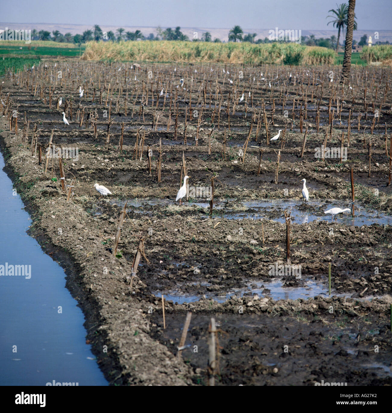 geography / travel, Egypt, agriculture, irrigation, watered field ...