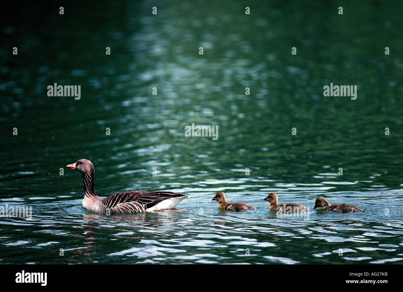 zoology, animals, birds, goose, graylag goose, (Anser Anser), female ...