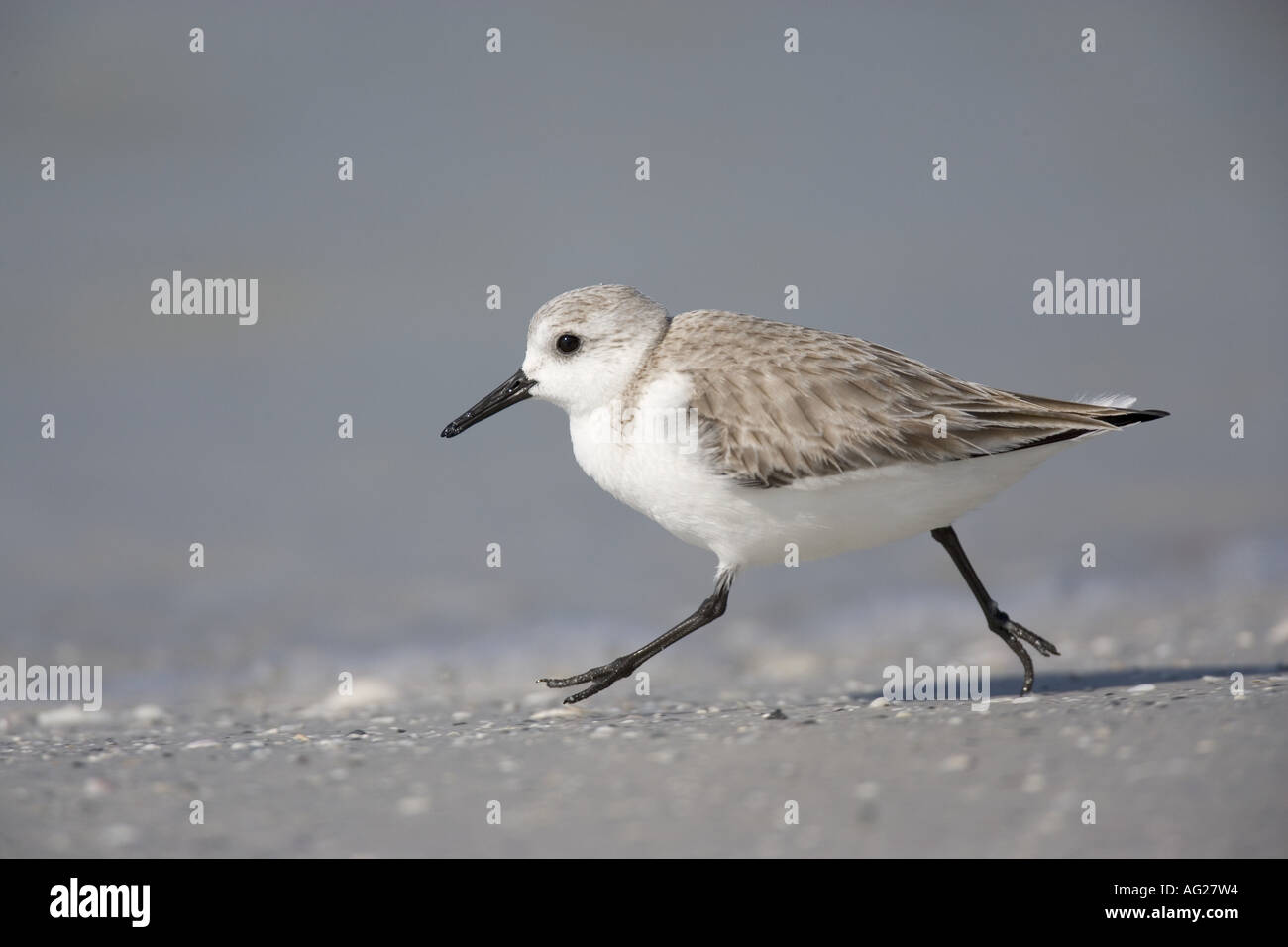 zoology / animals, avian / bird, Scolopacidae, Sanderling (Calidris ...