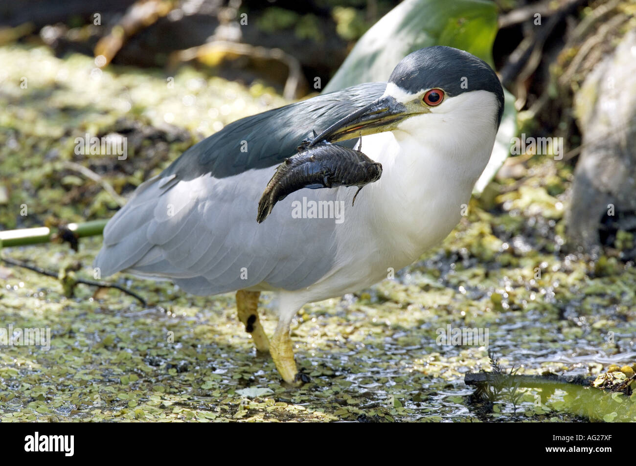 zoology / animals, avian / bird, Ardeidae, Black-crowned Night Heron ...