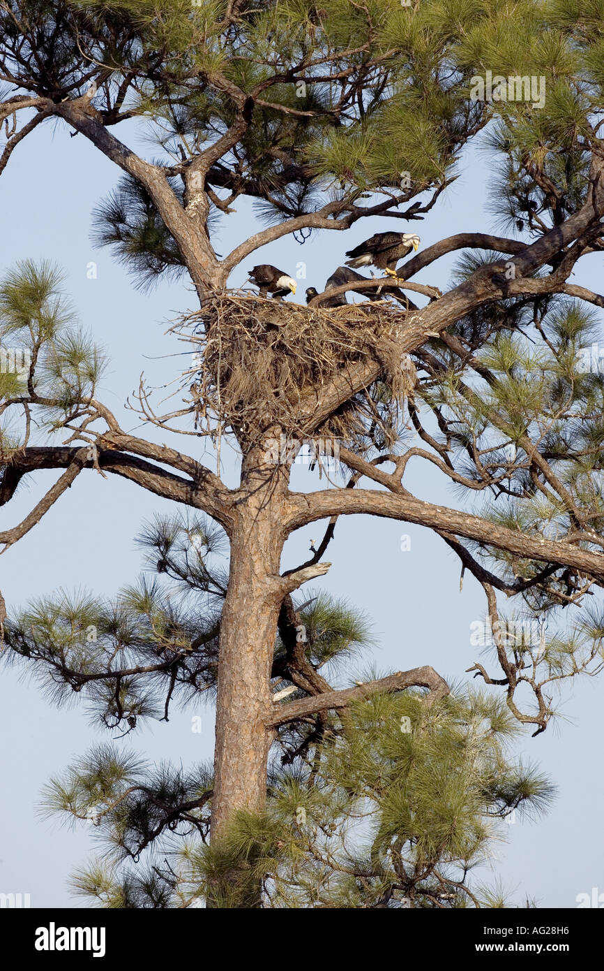 Bald eagle building nest hi-res stock photography and images - Alamy