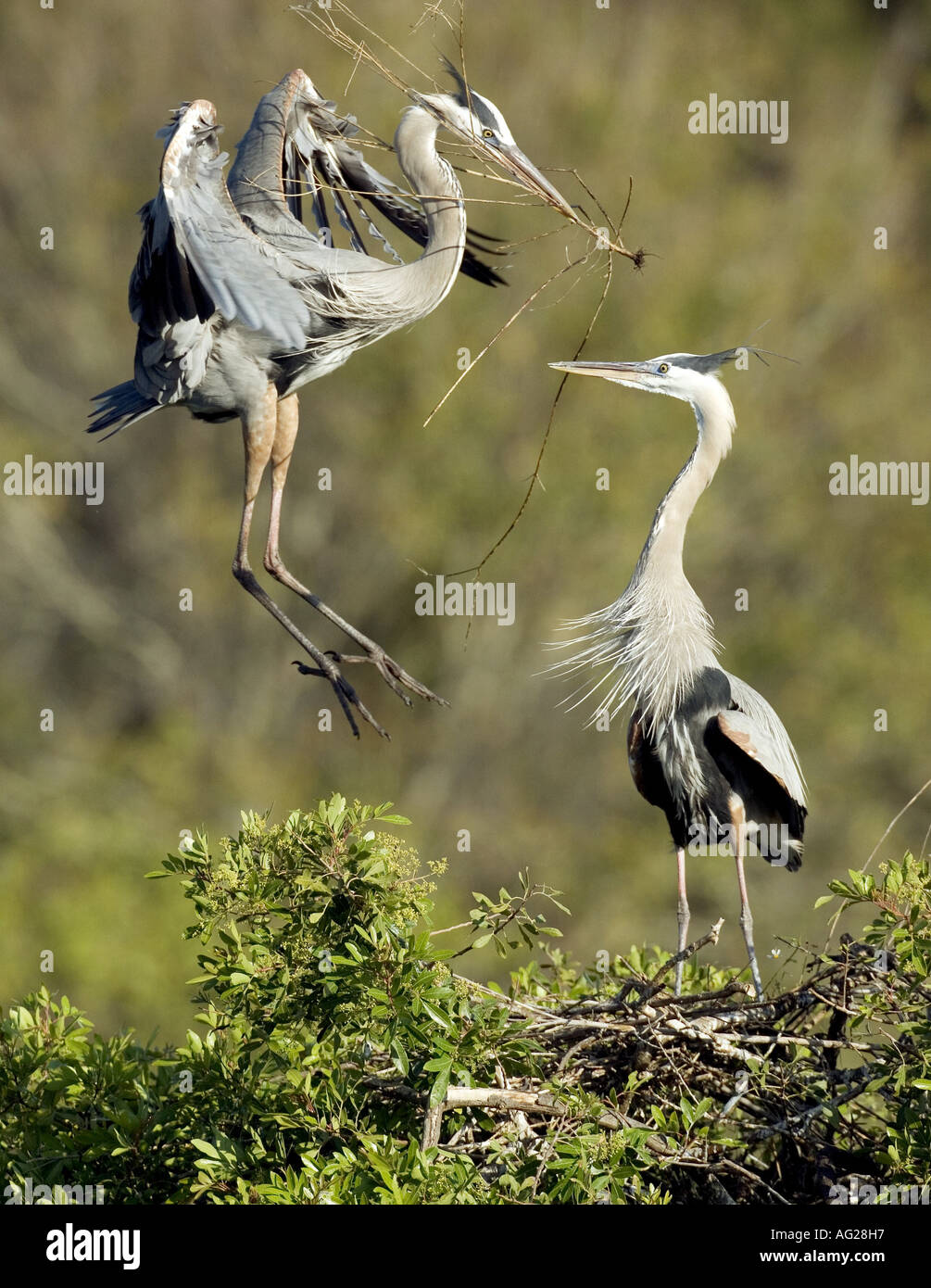 zoology / animals, avian / bird, Ardeidae, Great Blue Heron (Ardea ...