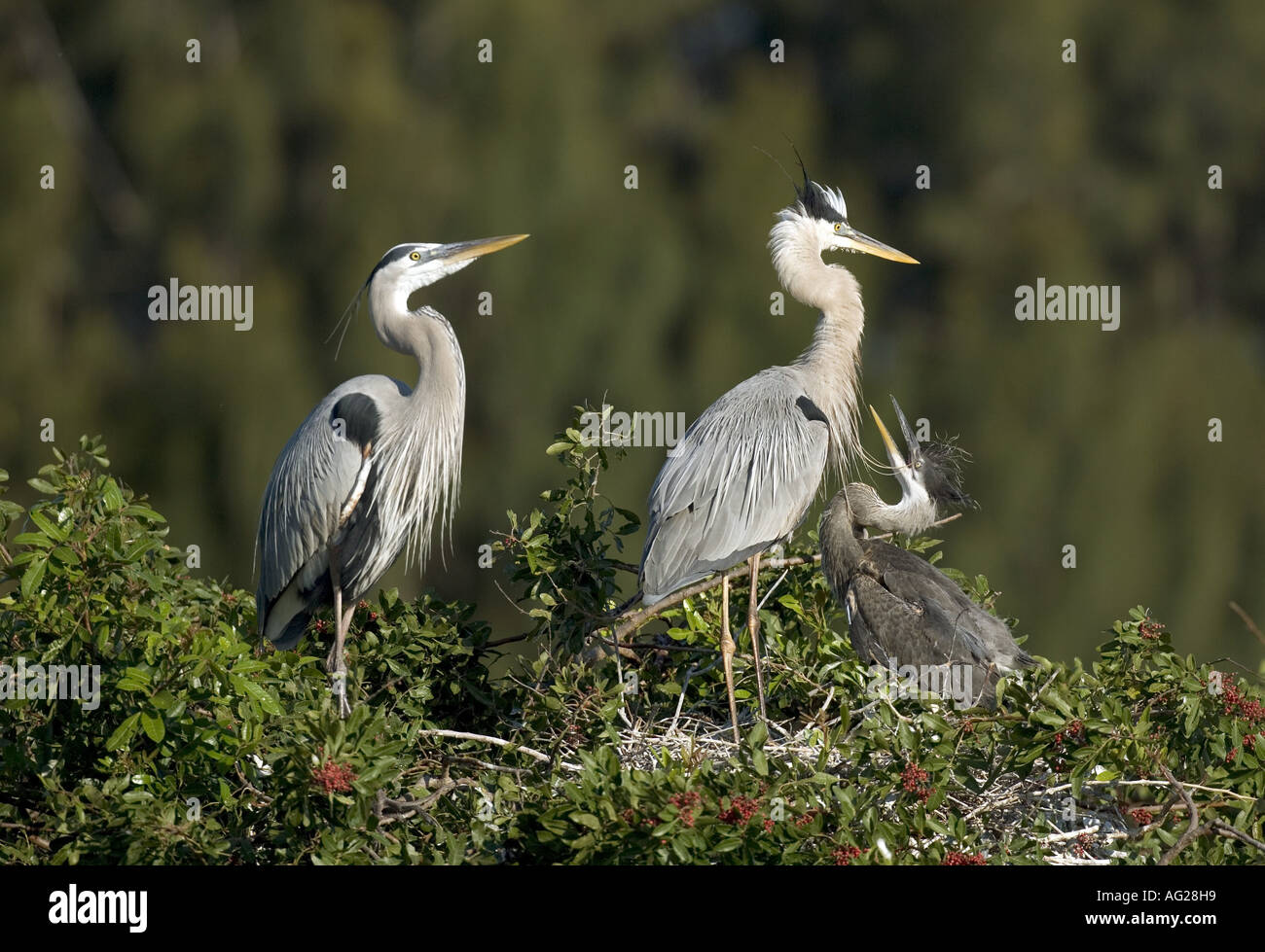 zoology / animals, avian / bird, Ardeidae, Great Blue Heron (Ardea ...