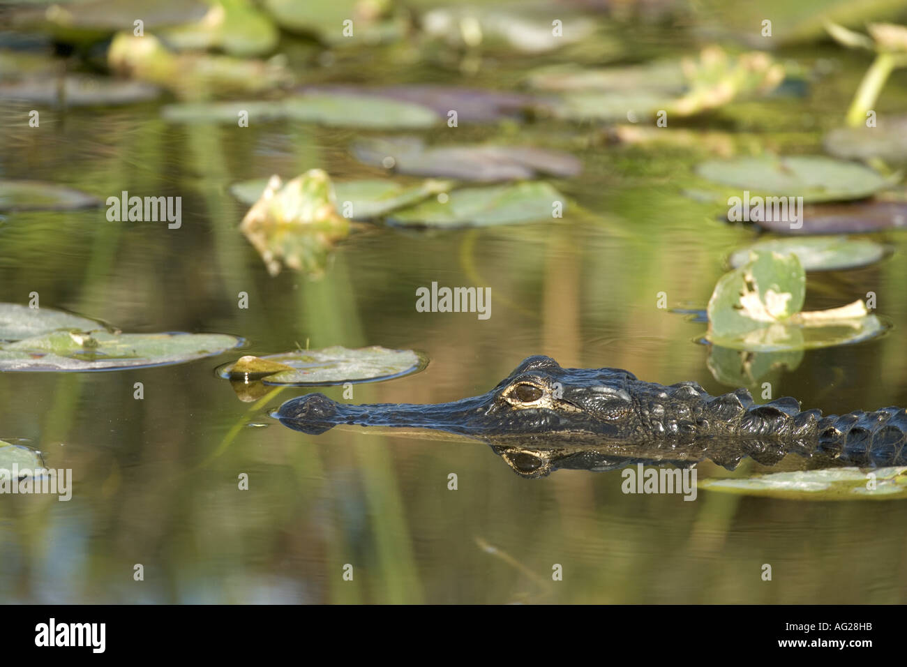 zoology / animals, reptile, Alligatoridae, American Alligator(Alligator ...