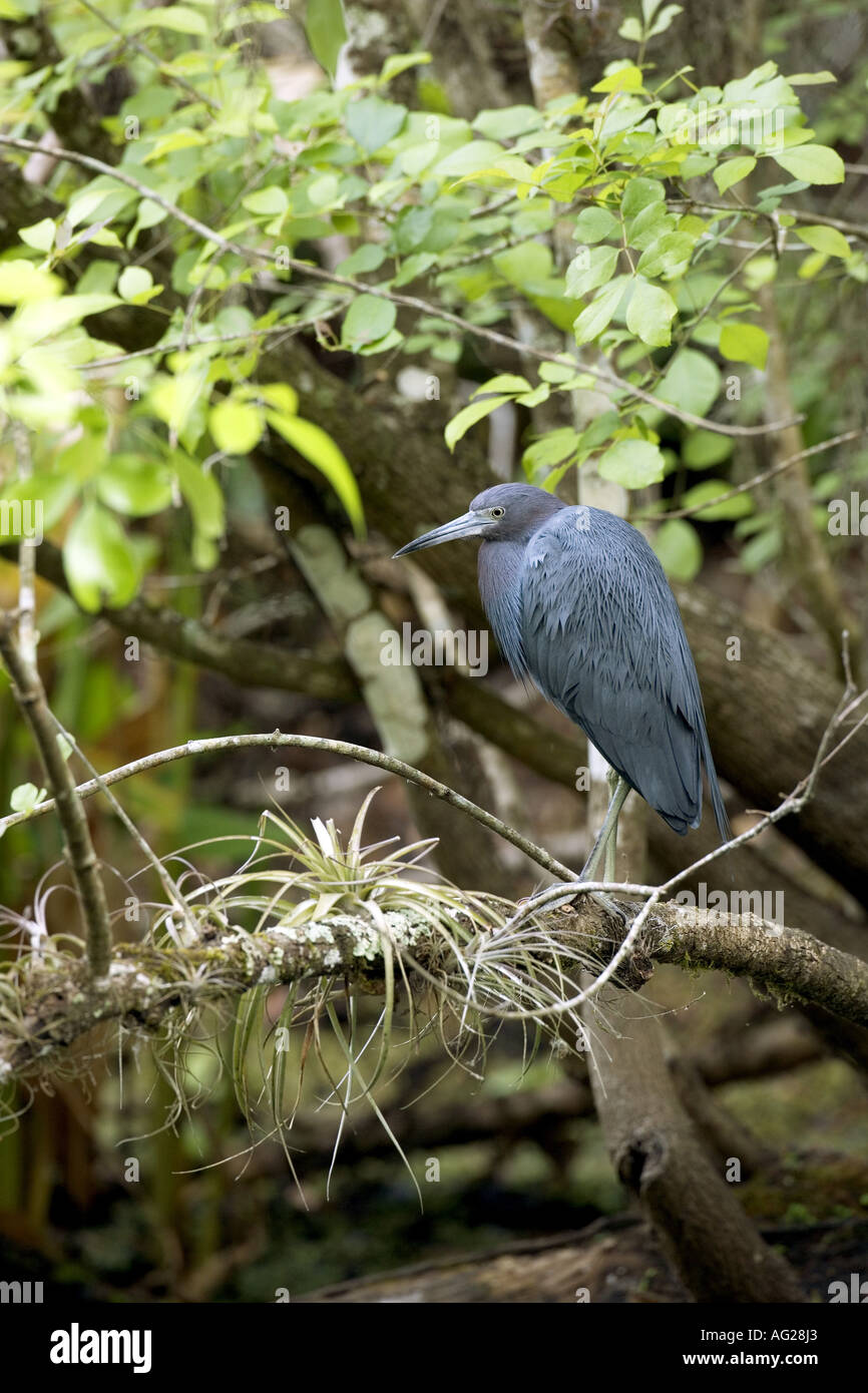 zoology / animals, avian / bird, Ardeidae, Little blue heron (Egretta ...