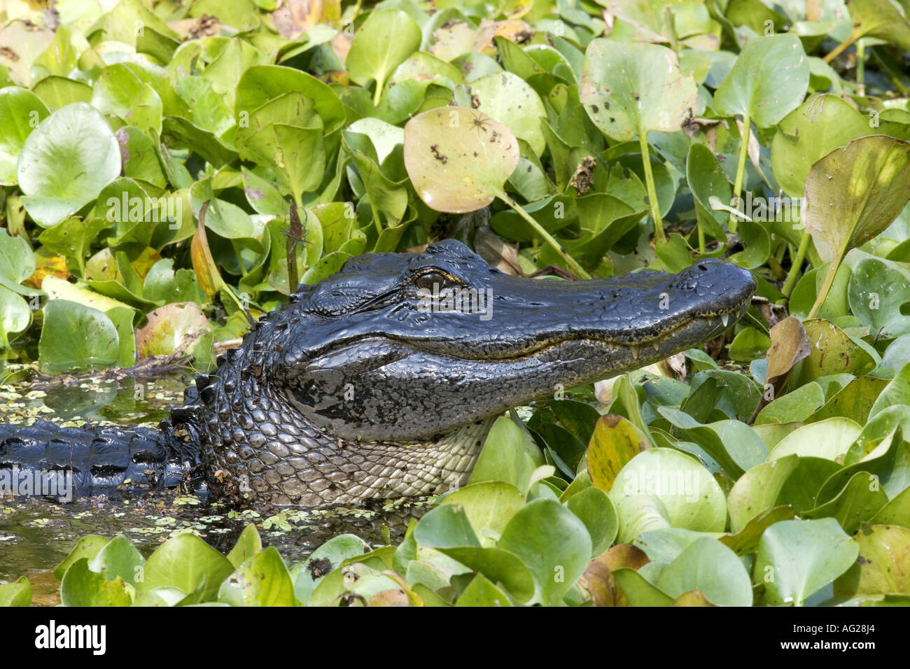 American alligator crocodilia hi-res stock photography and images - Alamy