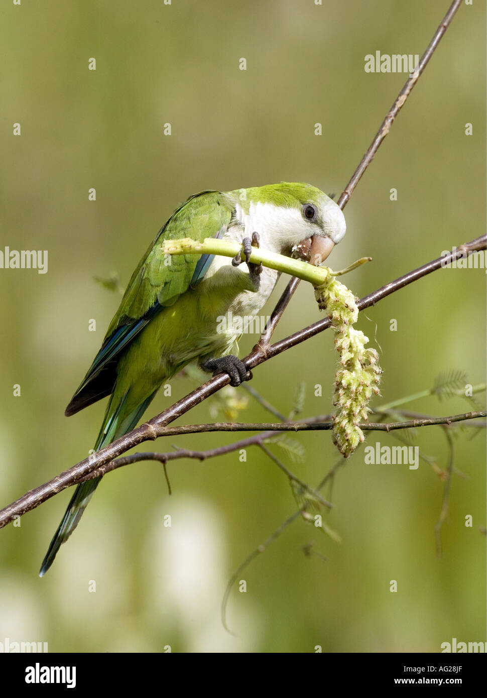 Monk parakeet eating hi-res stock photography and images - Alamy