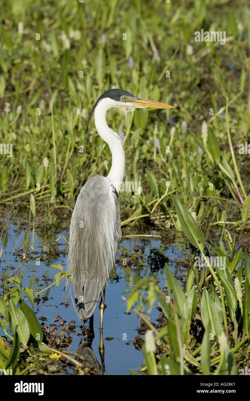 zoology / animals, avian / bird, Ardeidae, White-necked Heron (Ardea ...