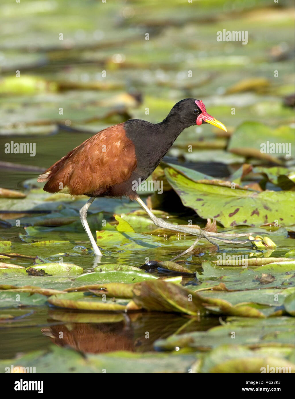 Guy hamilton director hi-res stock photography and images - Alamy