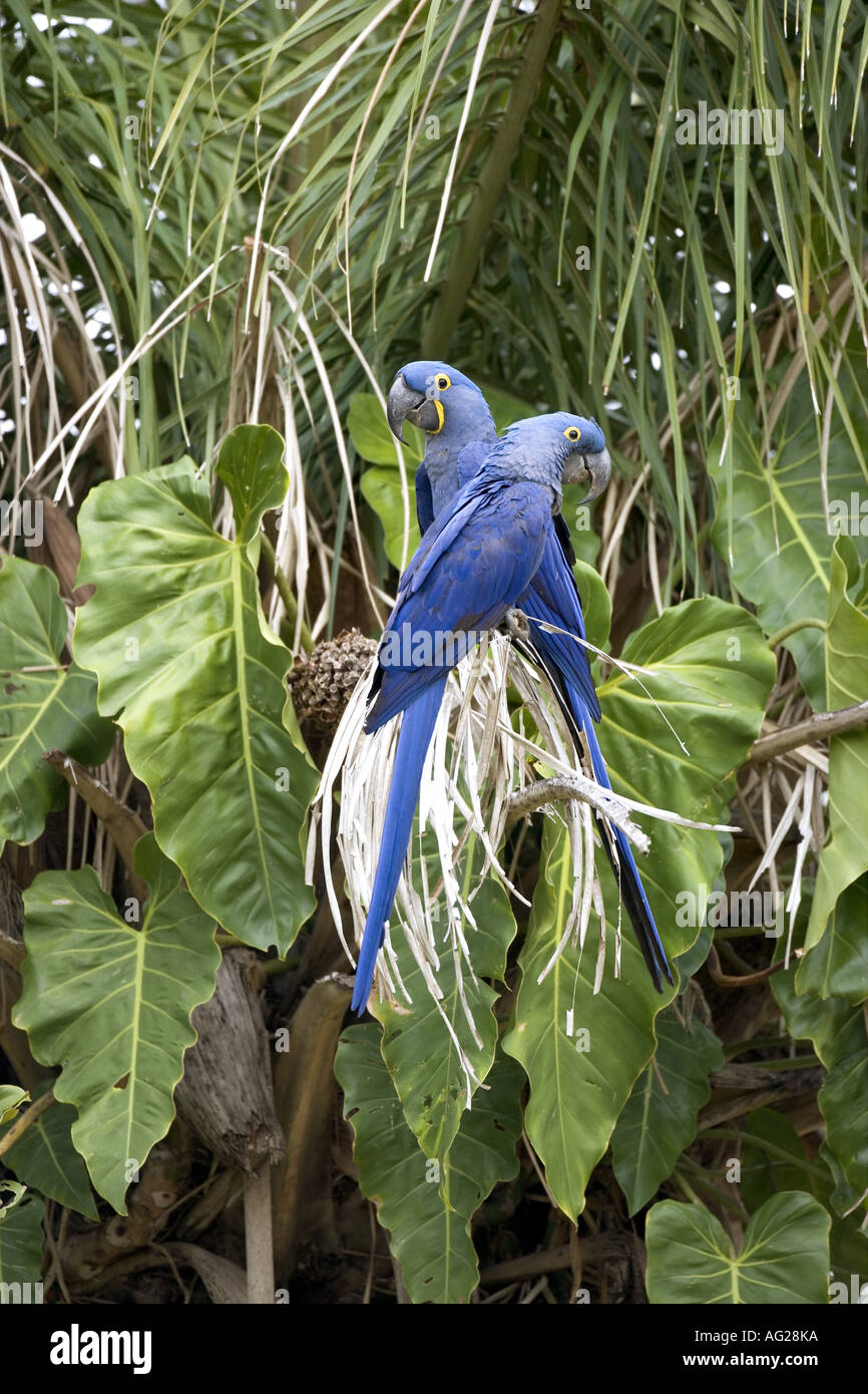 Twi animals hi-res stock photography and images - Alamy