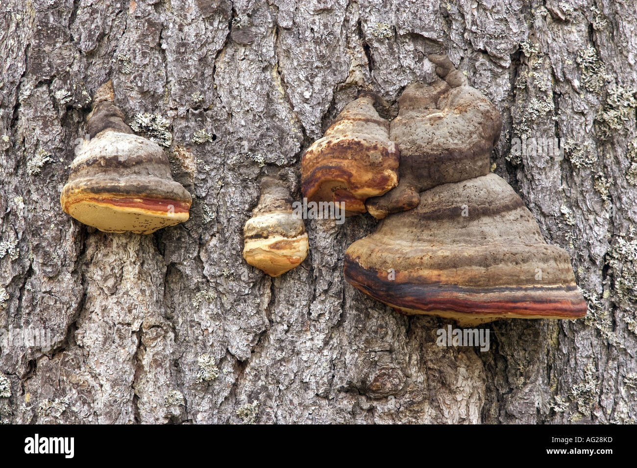 botany, fungi, Fomitopsis, "Fomitopsis pinicola", several mushrooms on ...