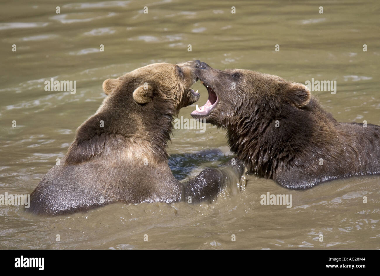 zoology, mammal / mammalian, Ursidae, Brown Bear (Ursus arctos), two ...