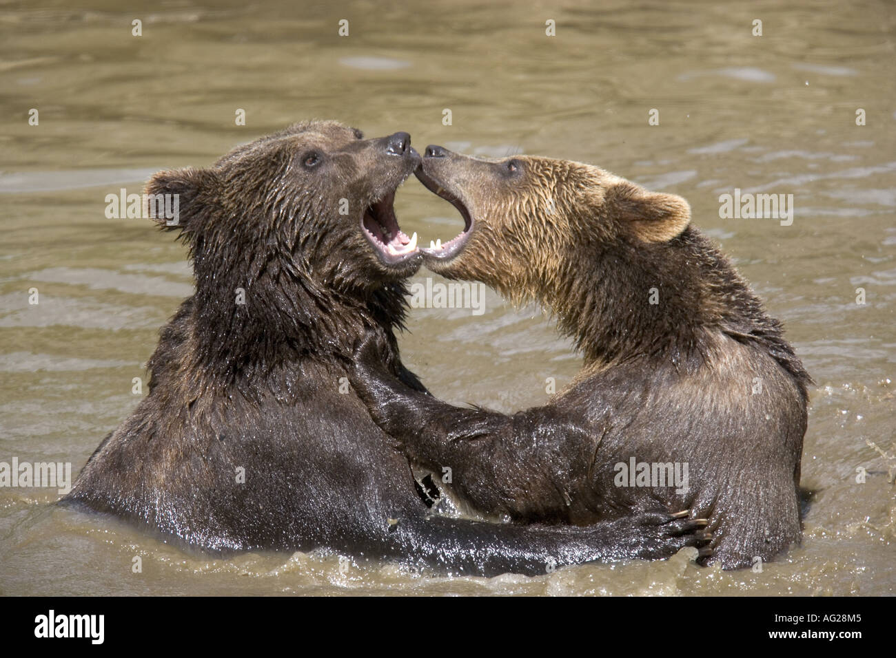 Two animals in the hi-res stock photography and images - Alamy