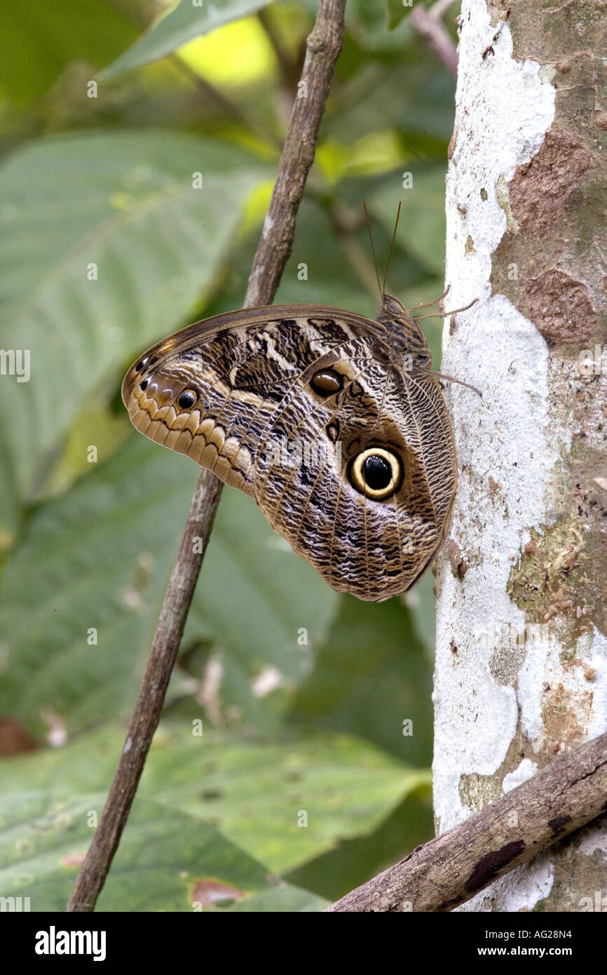zoology / animals, insect, Nymphalidae, Owl Butterfly (Caligo ...