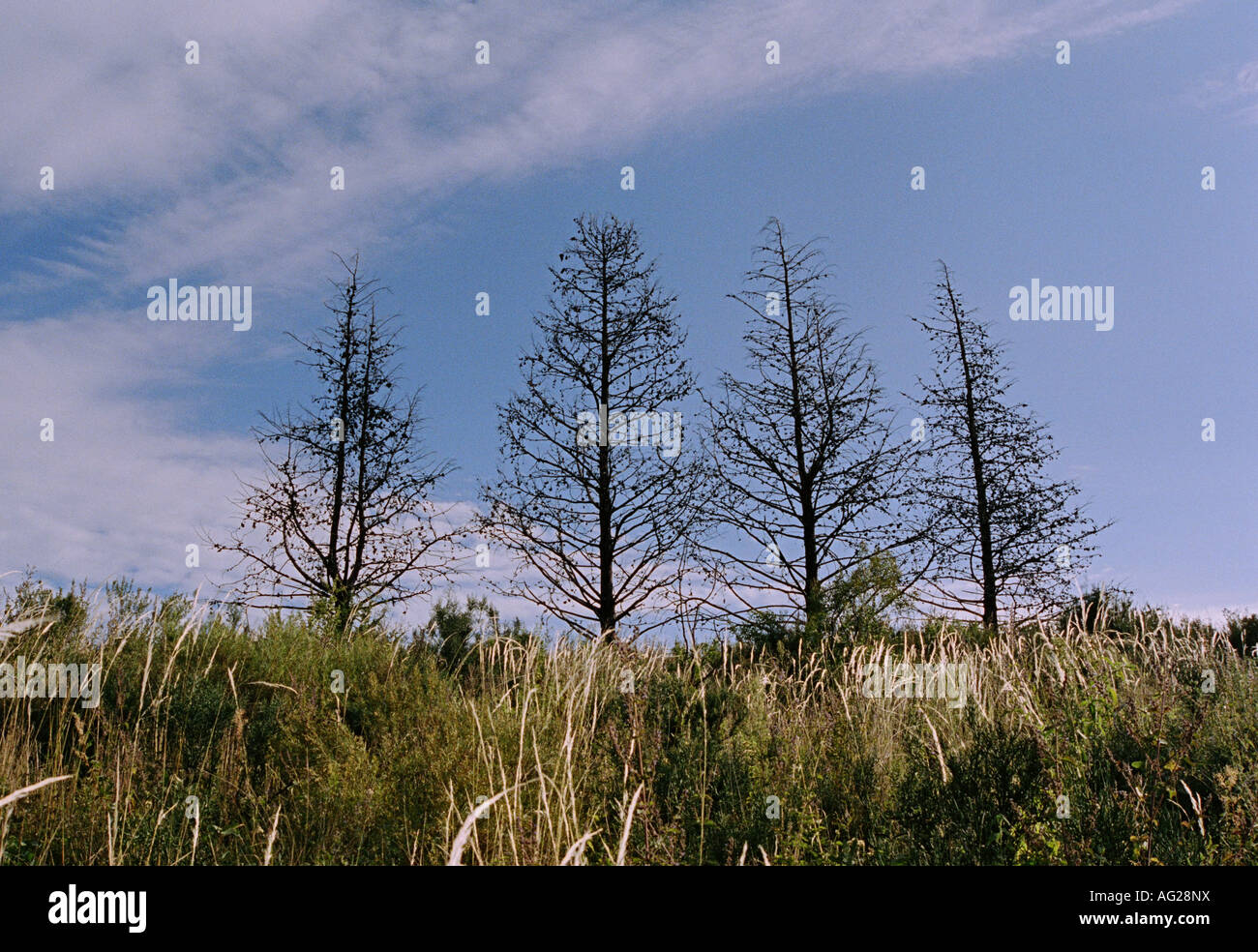 Four woods hi-res stock photography and images - Alamy