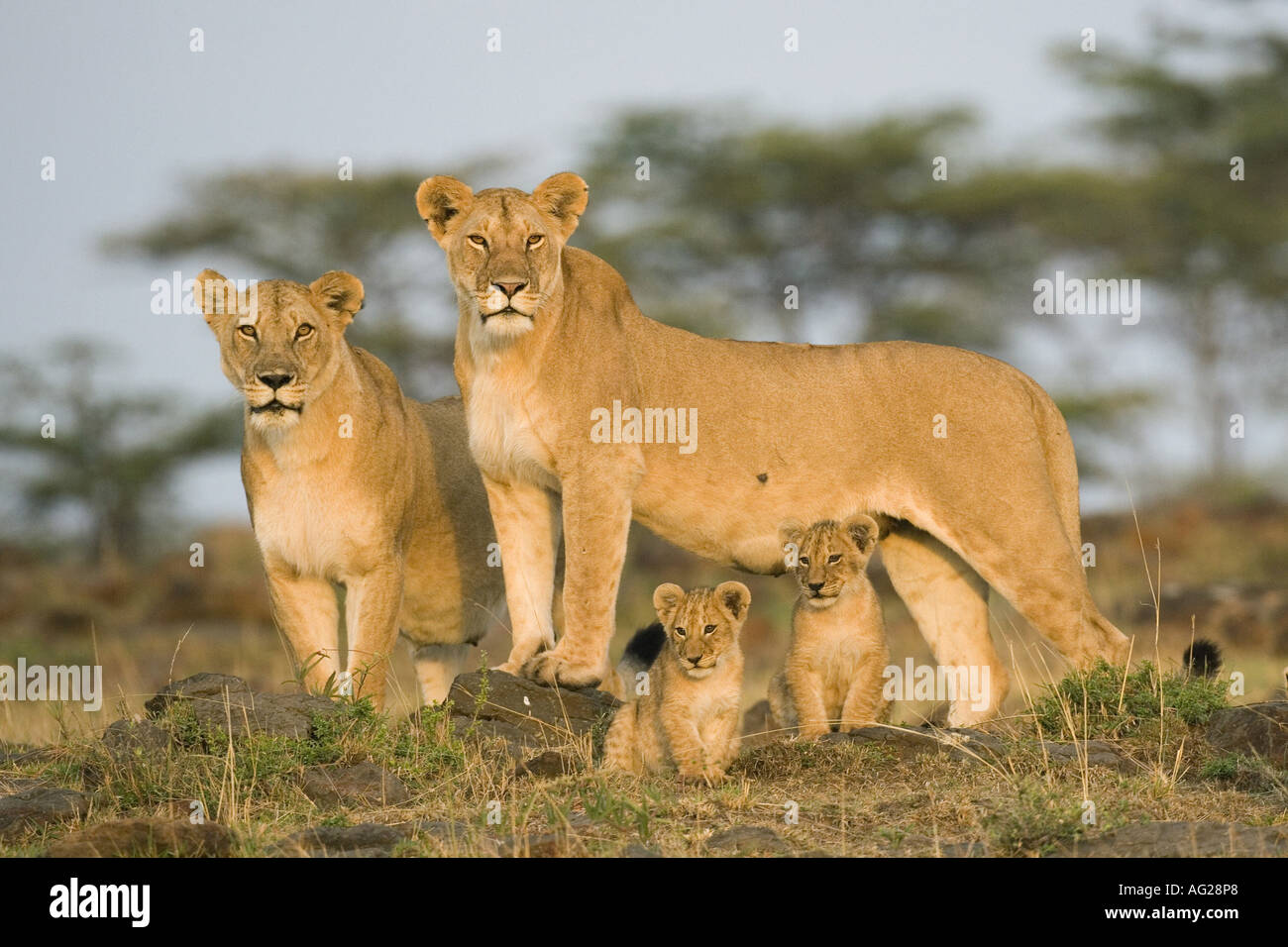 zoology / animals, mammal / mammalian, Felidae, Lion (Panthera leo ...