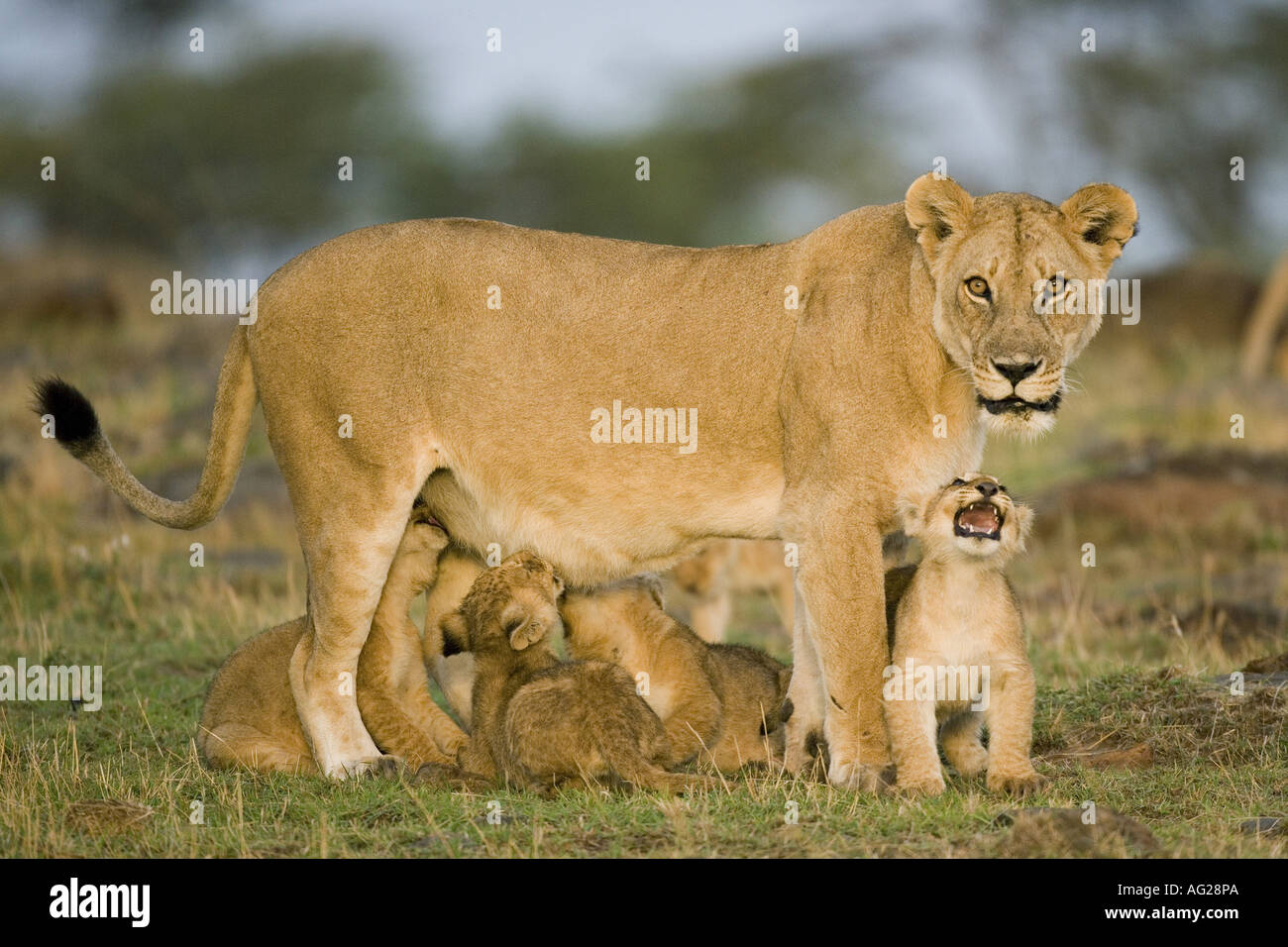 zoology / animals, mammal / mammalian, Felidae, Lion (Panthera leo ...