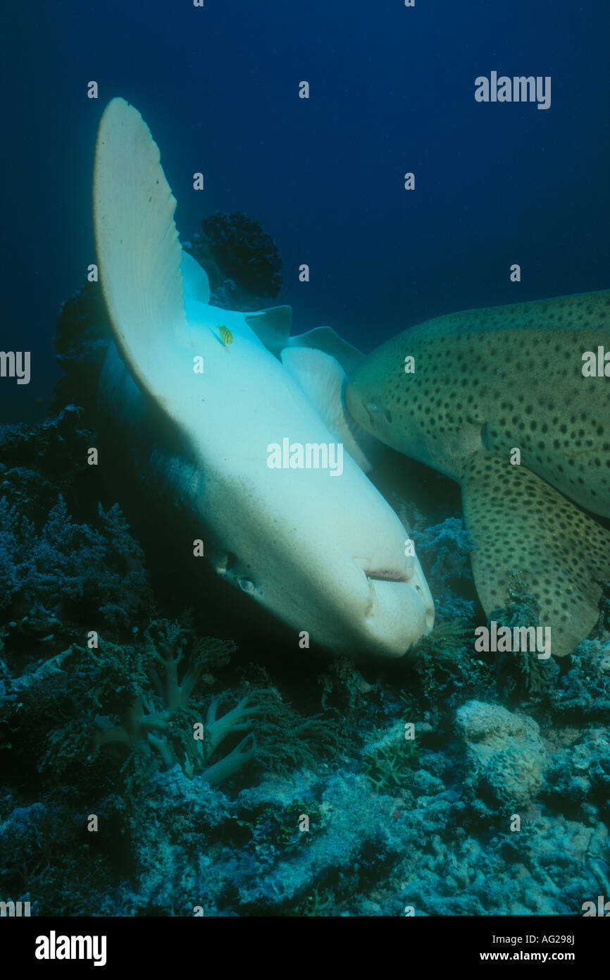 Female shark mating hi-res stock photography and images - Alamy