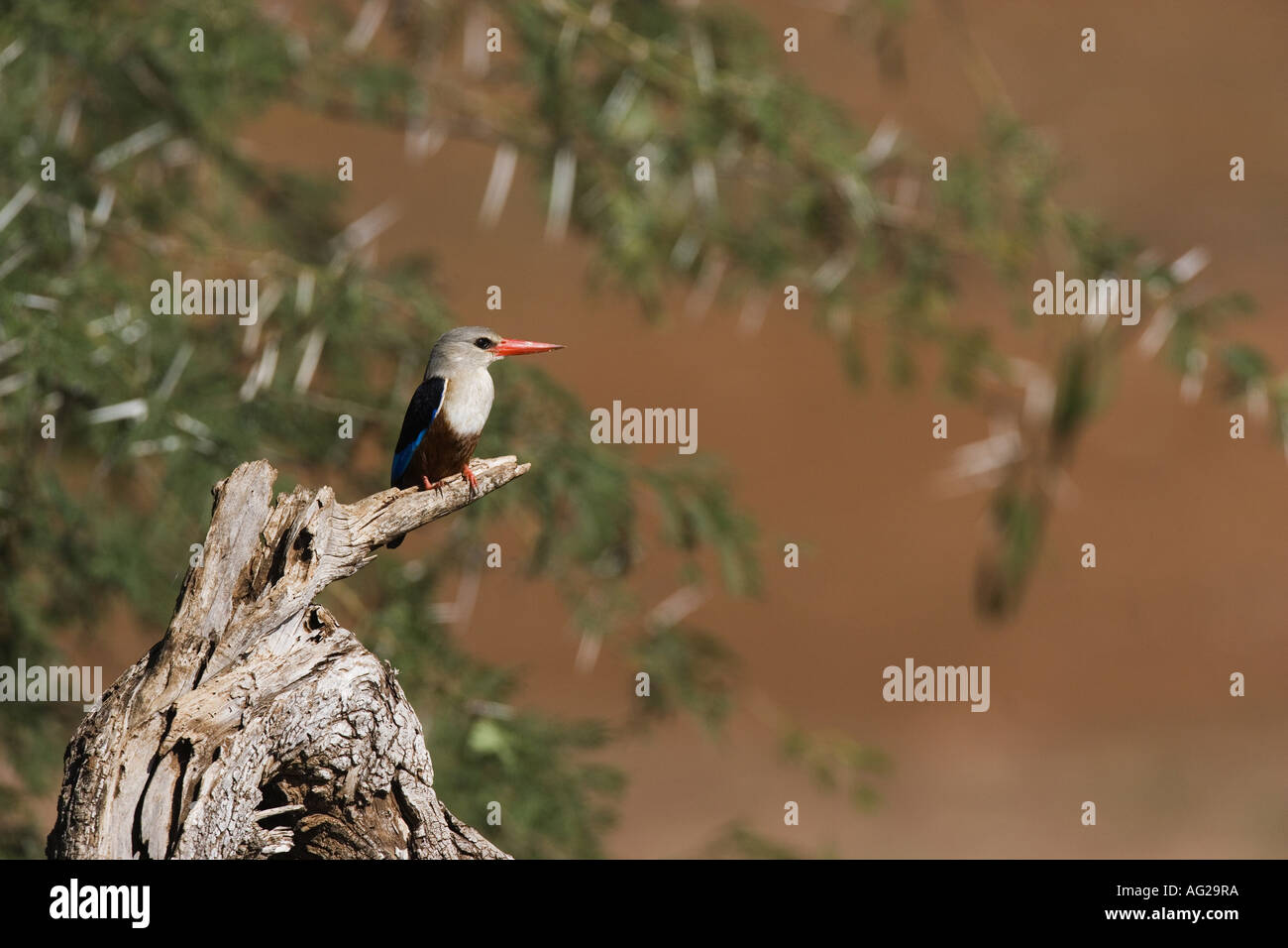 zoology / animals, avian / bird, Alcedinidae, Grey-headed Kingfisher ...