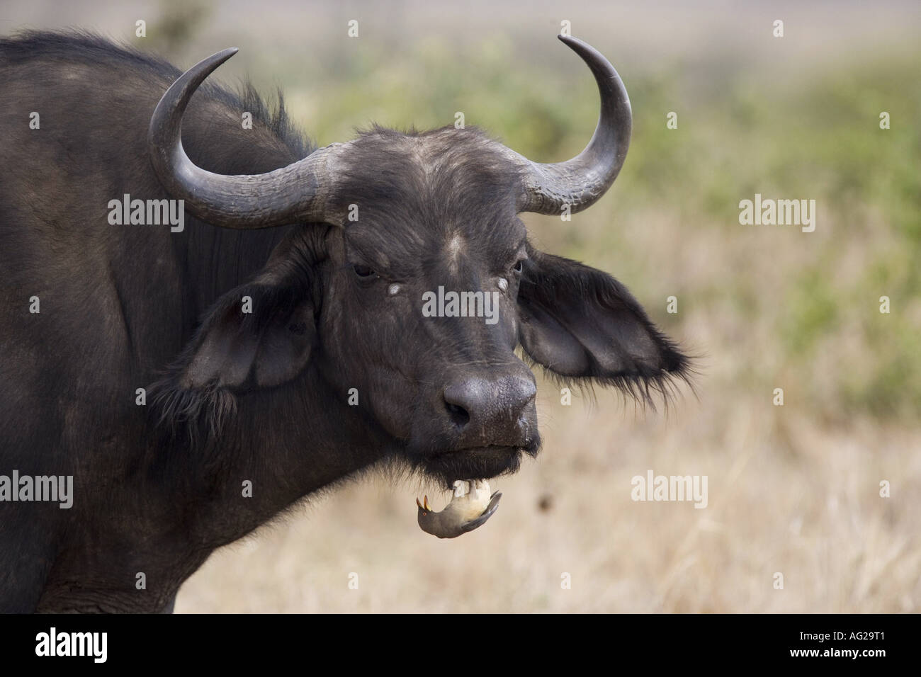 zoology / animals, mammal / mammalian, Bovidae, African Buffalo ...