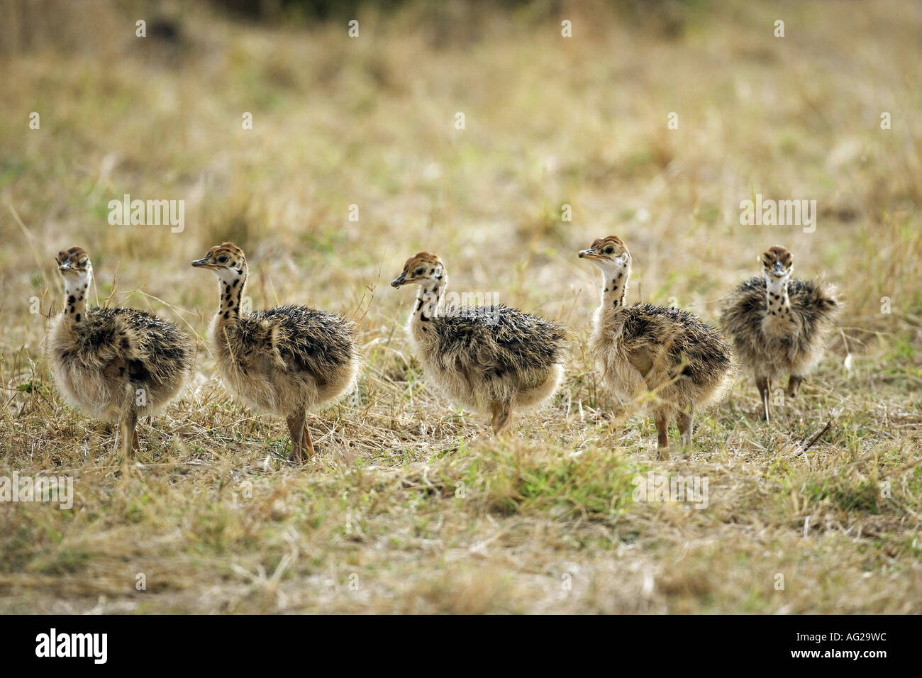 zoology / animals, avian / bird, Struthionidae, Ostrich (Struthio ...
