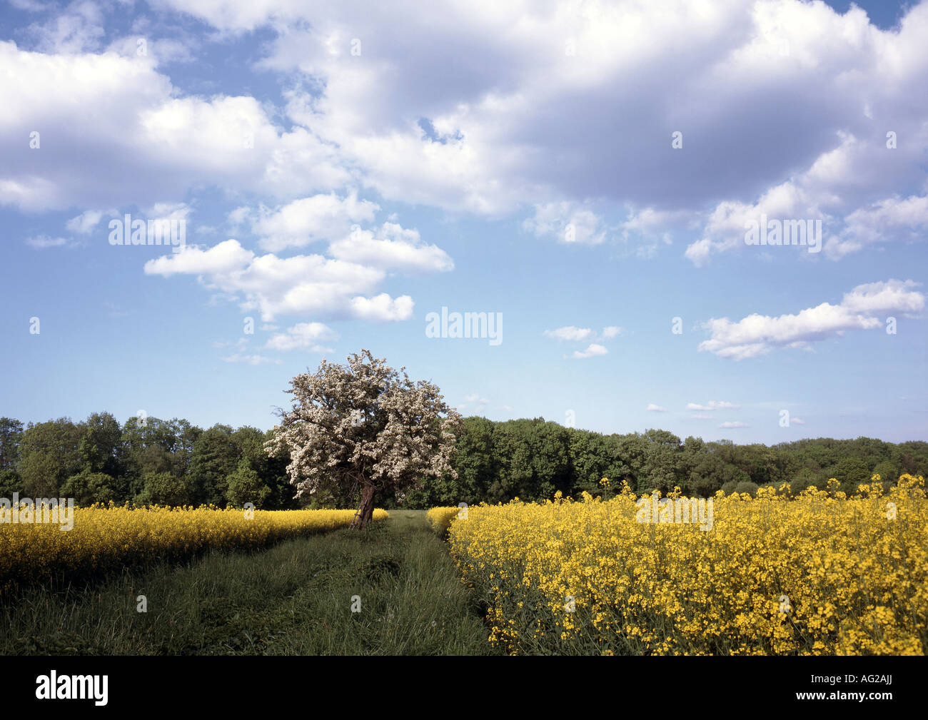 Colours of the spring Stock Photo - Alamy