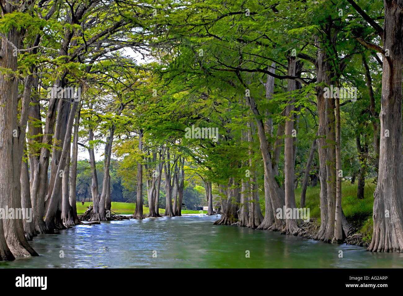 River Cyprus lined Texas hill country near San Antonio Stock Photo - Alamy
