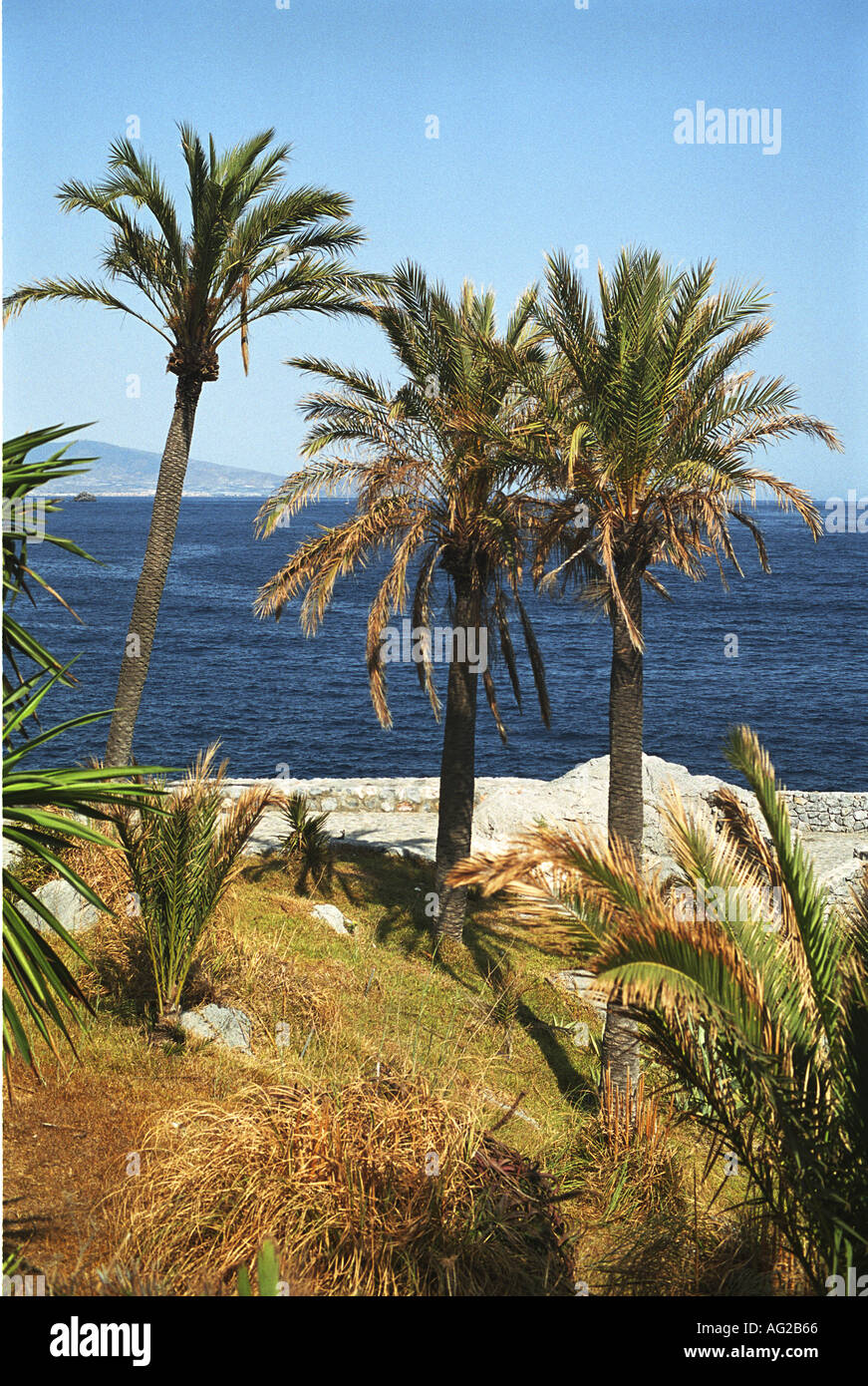 Palm trees vertical Andalucia Spain Stock Photo - Alamy