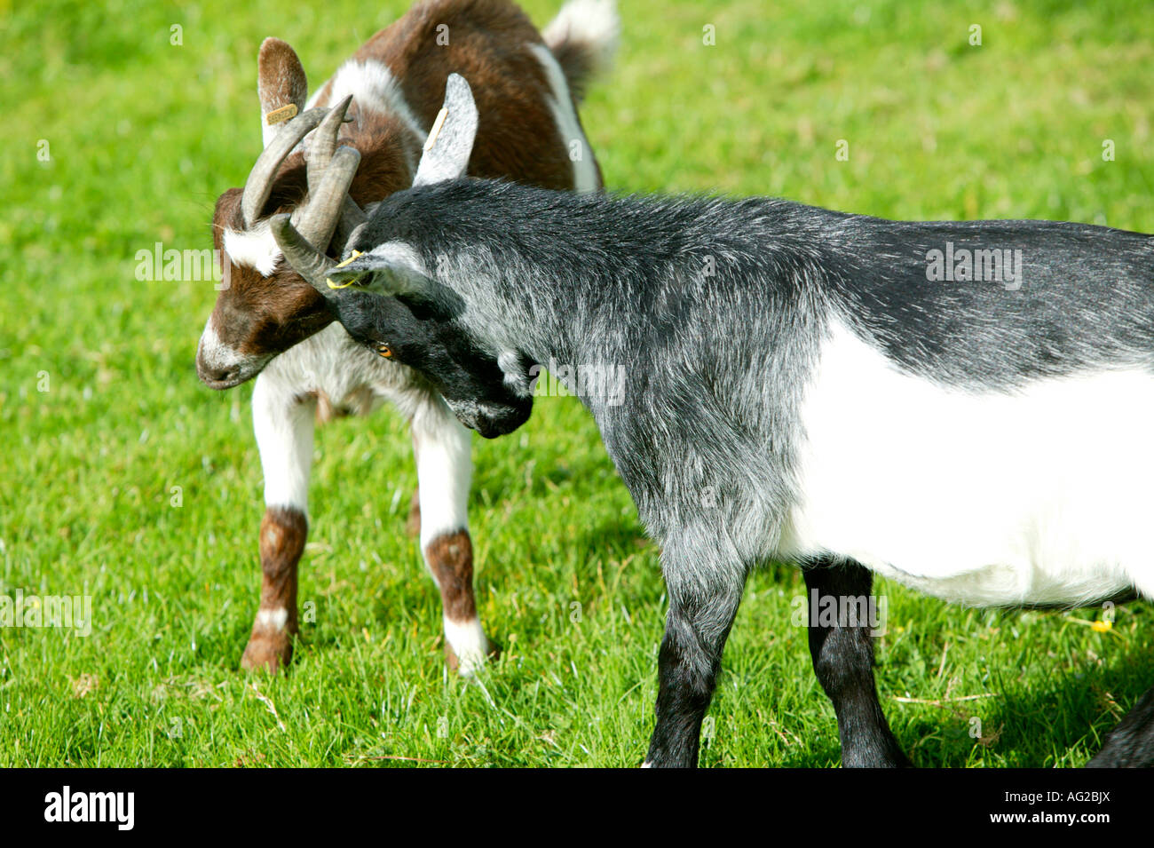 Bucks goats hi-res stock photography and images - Alamy